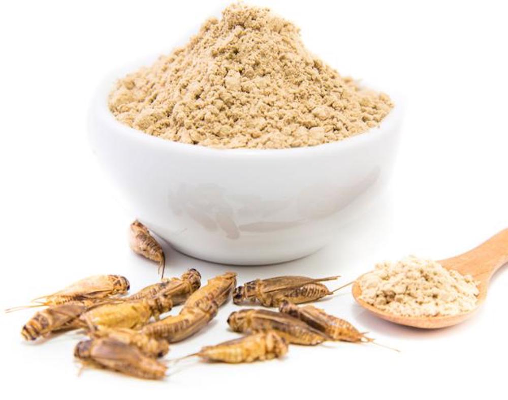 Dalla farina di grillo a quella di locusta. Al via la vendita nei ...